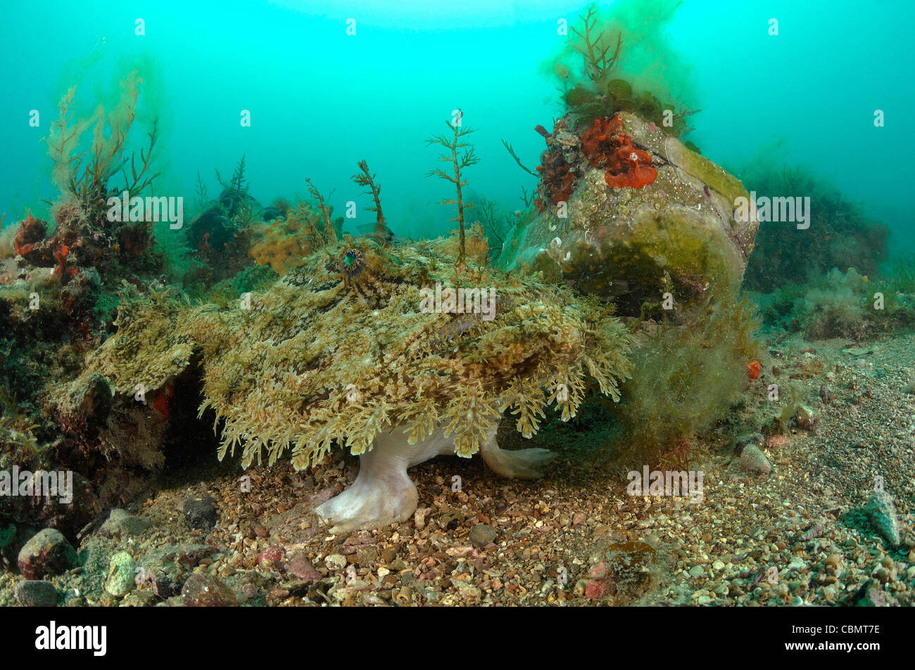 Monkfish, Long-spined Anglerfish, Lophius piscatorius, Piran, Adriatic ...