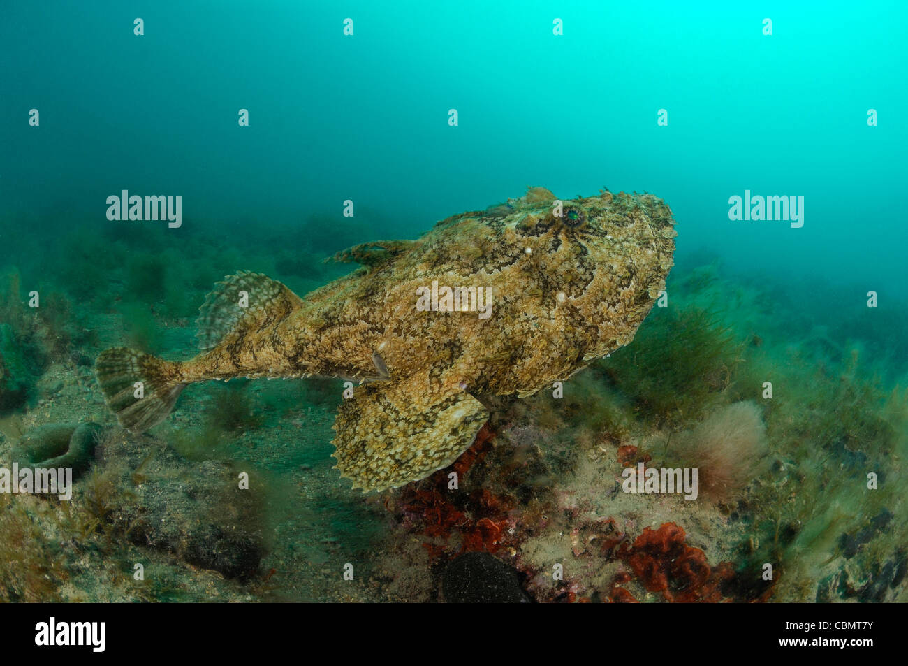 Monkfish, Long-spined Anglerfish, Lophius piscatorius, Piran, Adriatic ...