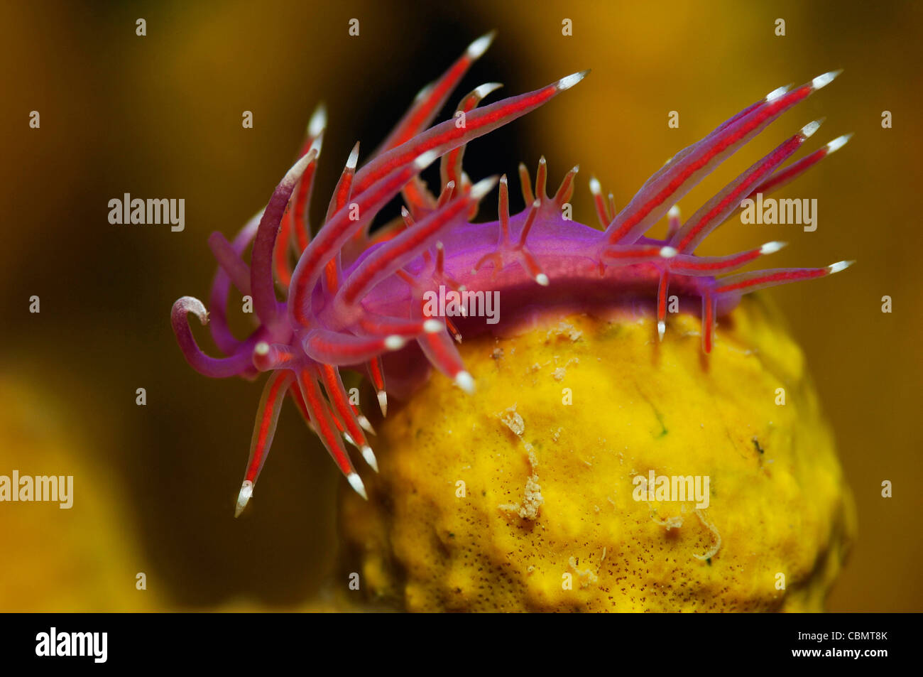 Pink sea slug hi-res stock photography and images - Alamy
