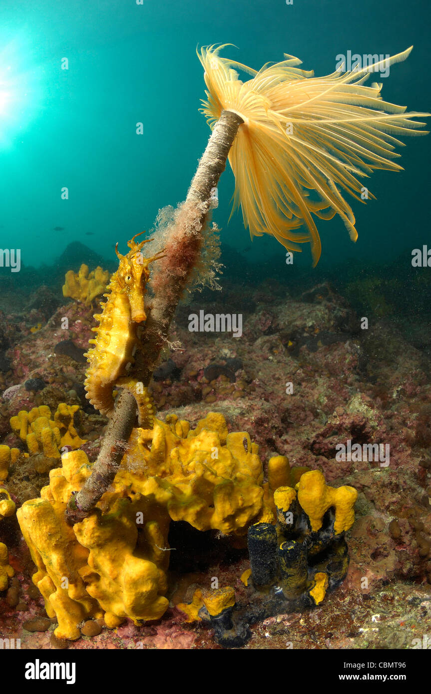 Spiny sea fan hi-res stock photography and images - Alamy
