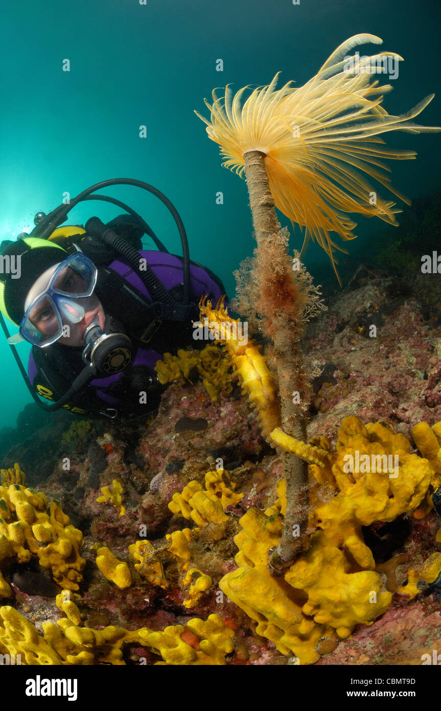 Long-snouted Seahorse hang on Feather Duster Worm Hippocampus ...