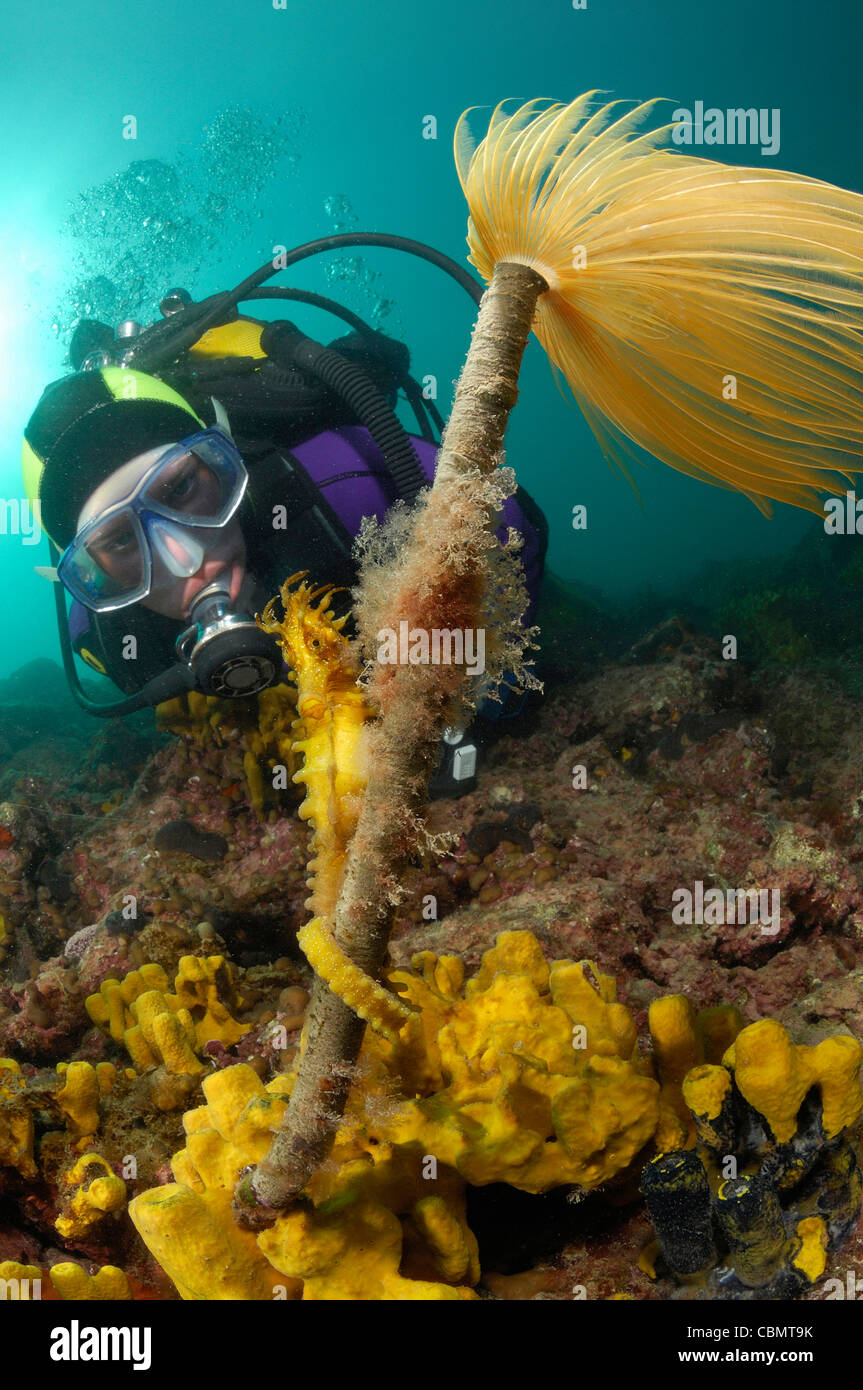 Long-snouted Seahorse hang on Feather Duster Worm Hippocampus ...