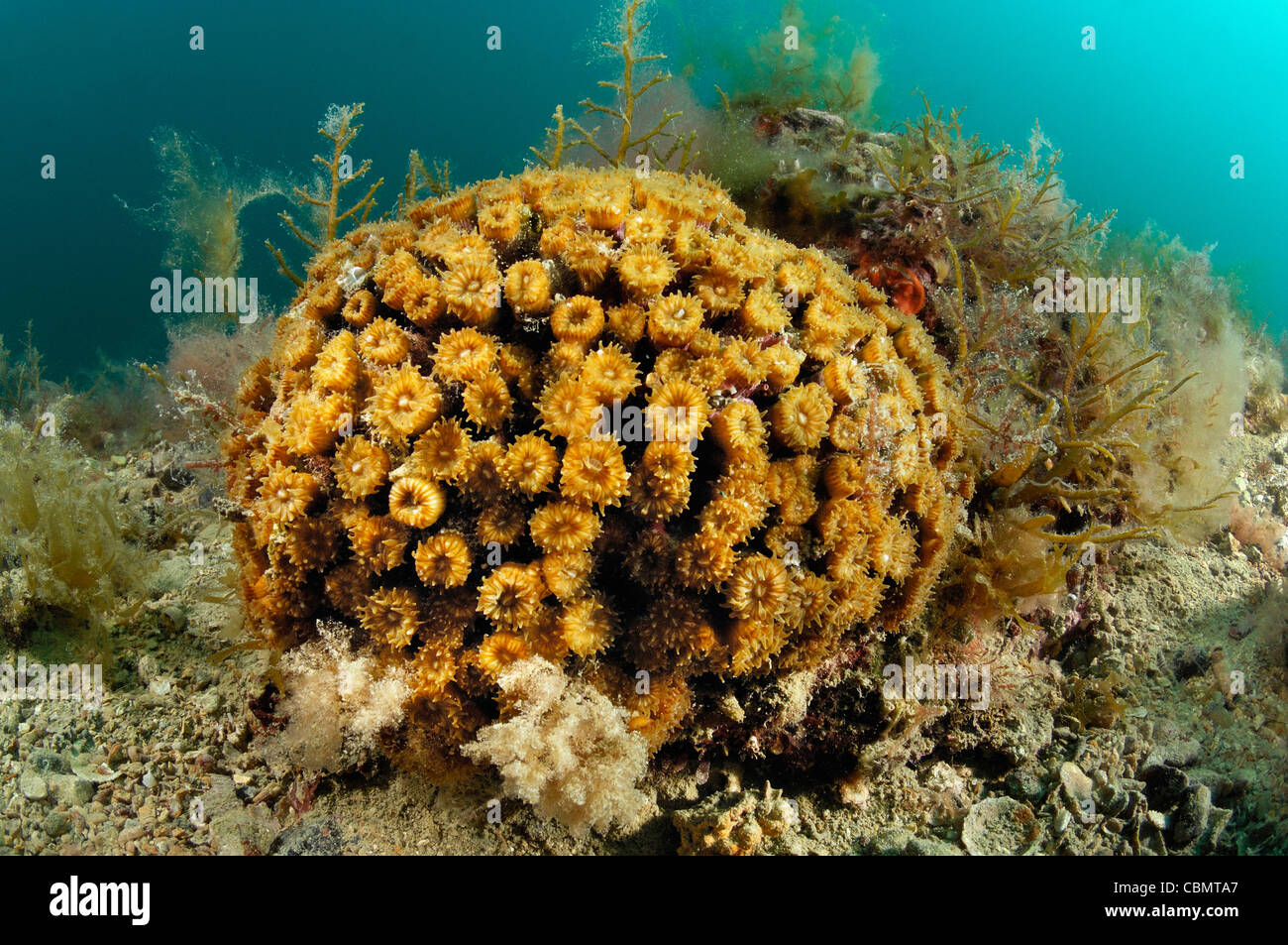 Colony of Cup Corals, Caryophyllia inornata, Piran, Adriatic Sea ...