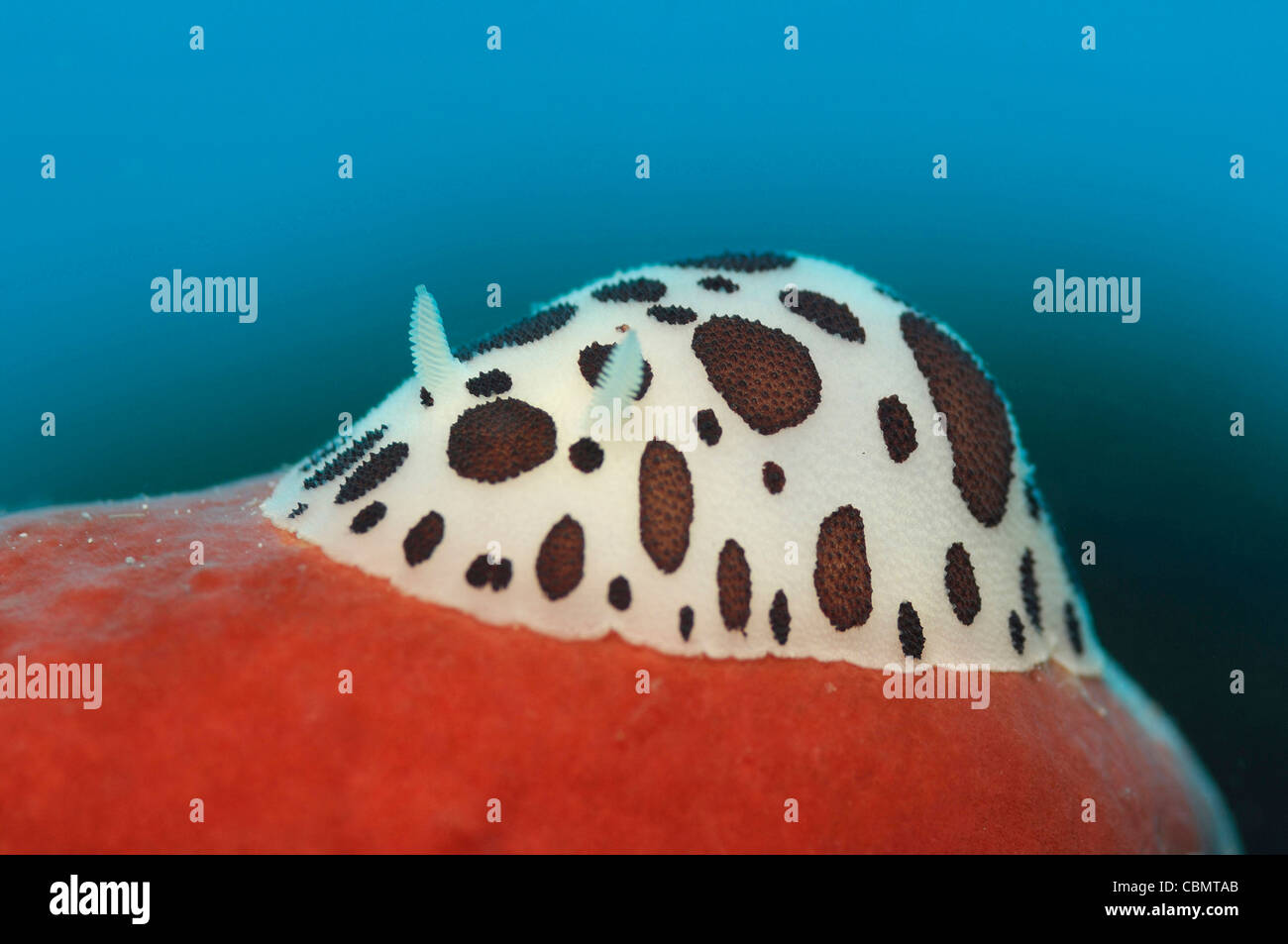 Leopard Sea Slug feeding on Sponge, Peltodoris atromaculata, Korcula ...