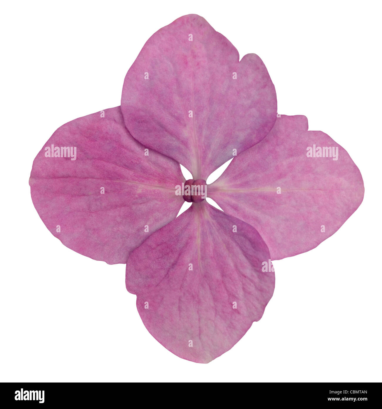 Single Pink Hydrangea Flower Isolated on White Background Stock Photo ...