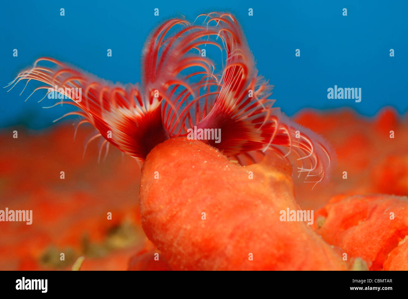 Marine Tube Worm, Serpula vermicularis, Korcula Island, Adriatic Sea ...