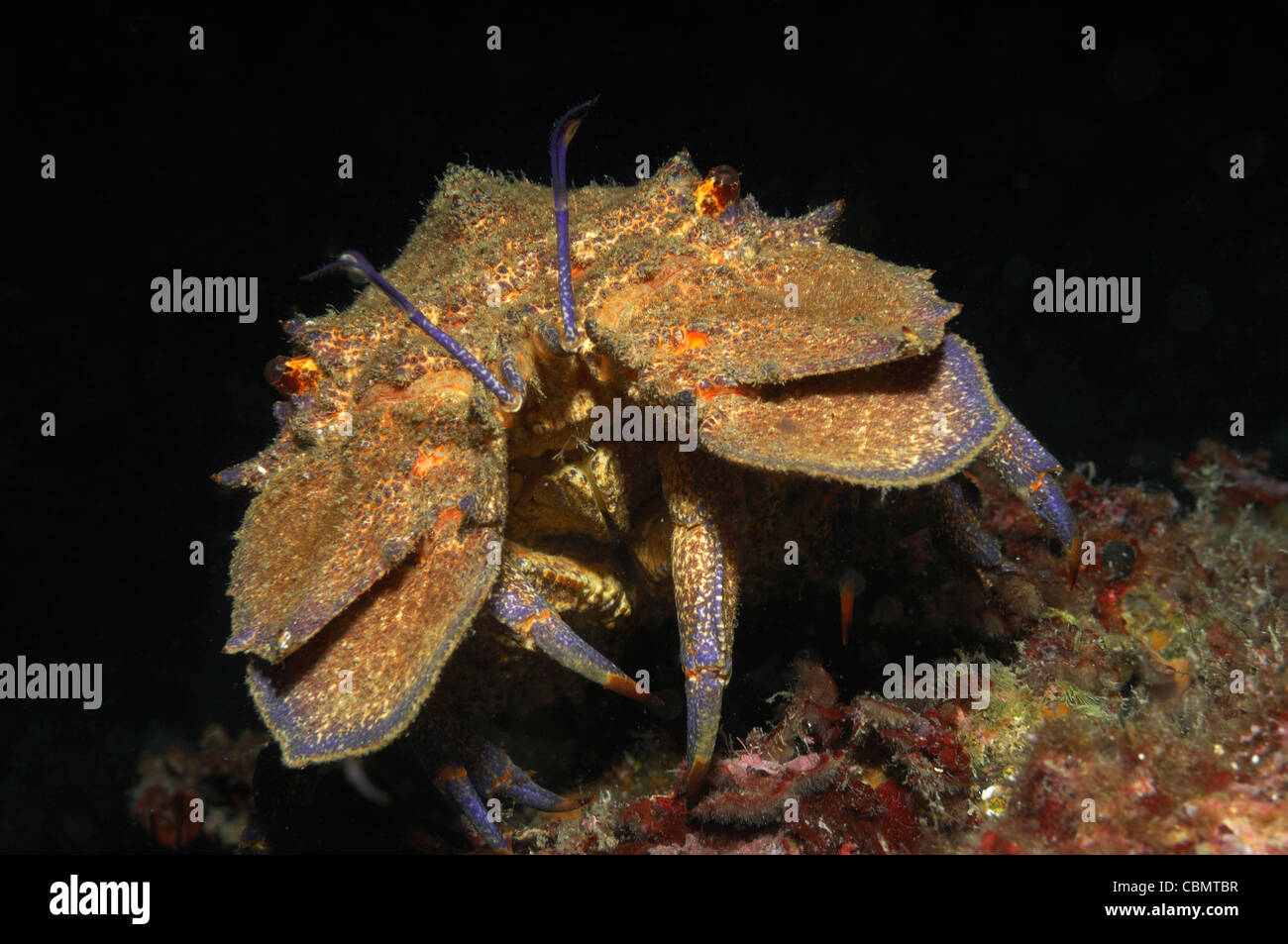 Greater Locust Lobster, Scyllarides latus, Korcula Island, Adriatic Sea ...