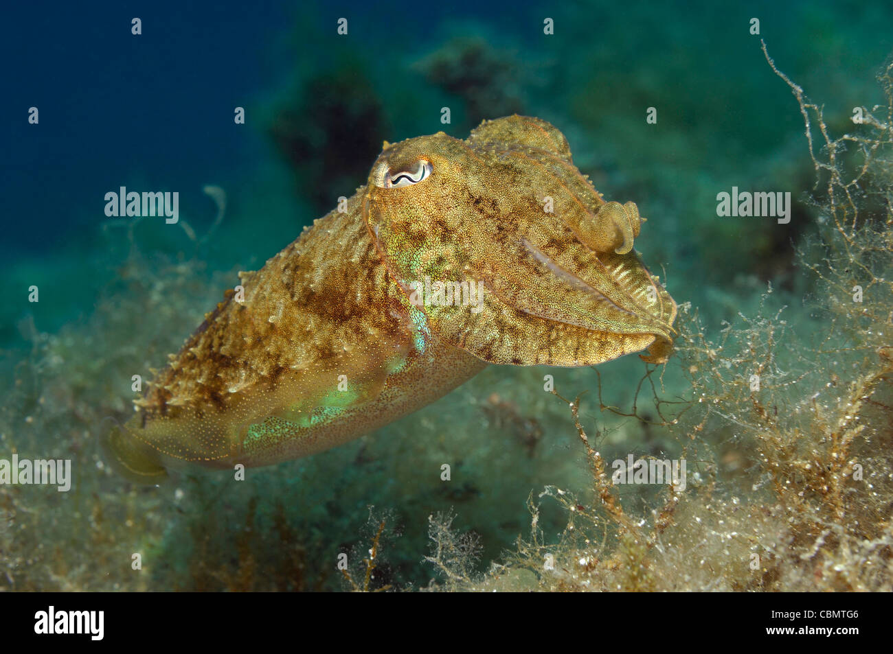 Common Cuttlefish, Sepia officinalis, Pag Island, Adriatic Sea, Croatia ...