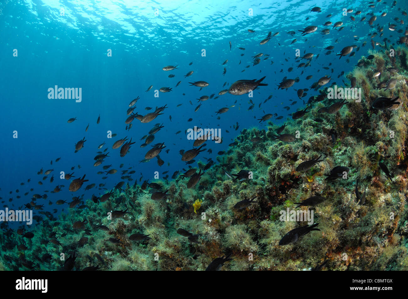 School of Mediterranean Damselfish, Chromis chromis, Pag Island ...