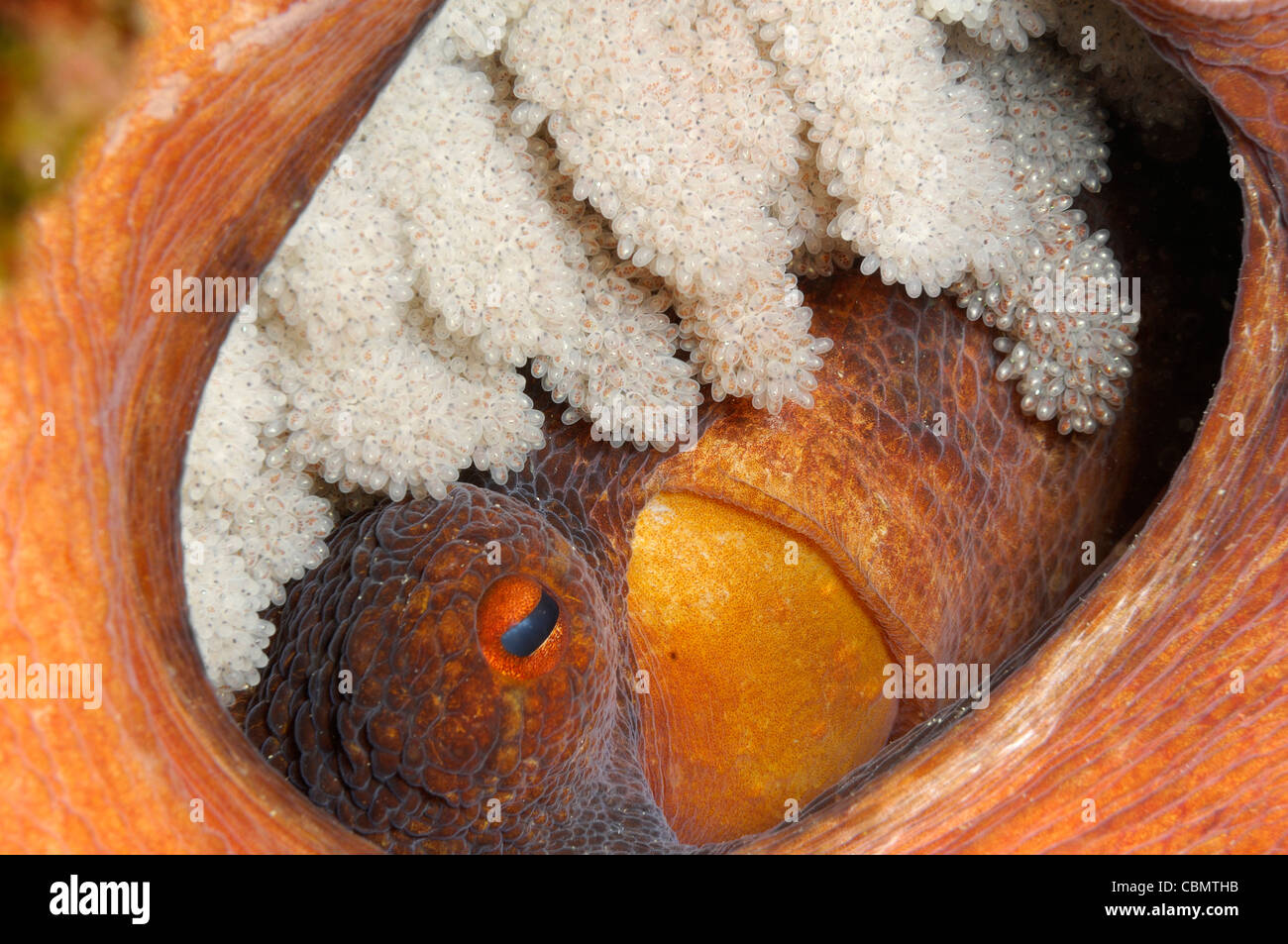 Octopus eggs hi-res stock photography and images - Alamy