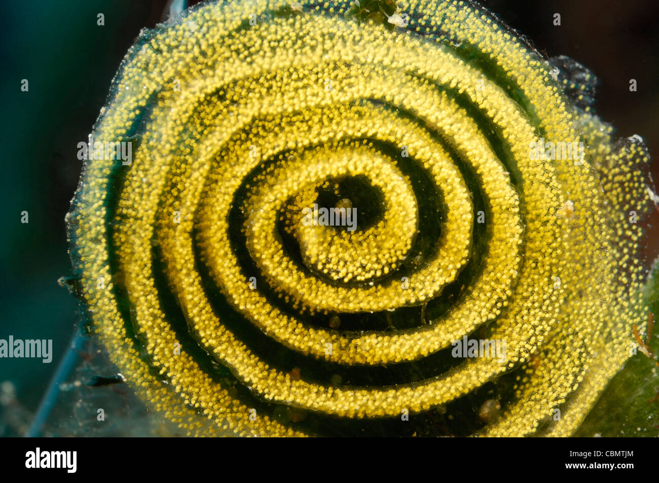 Sea slug reproduction hi-res stock photography and images - Alamy