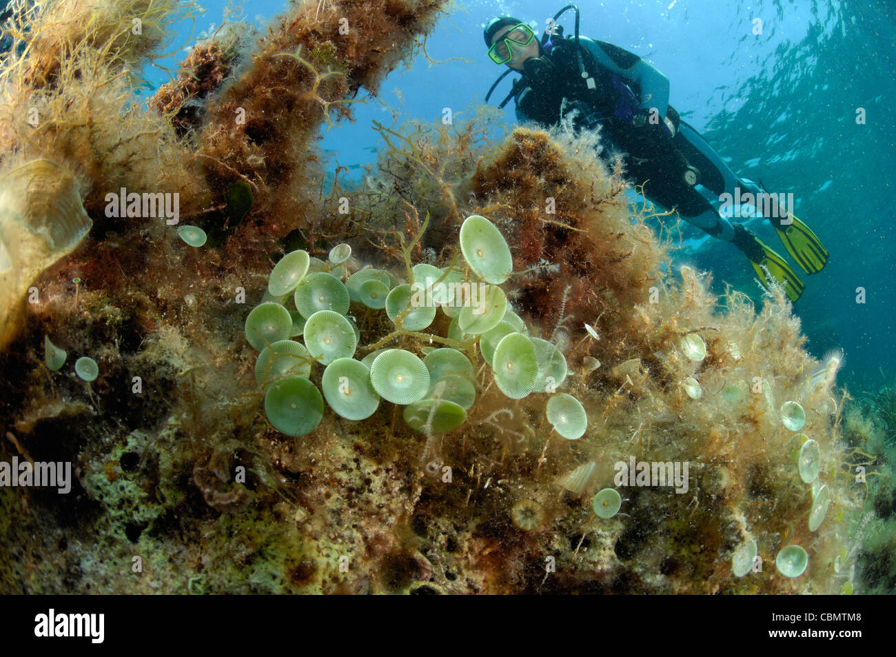 Acetabularia hi-res stock photography and images - Alamy