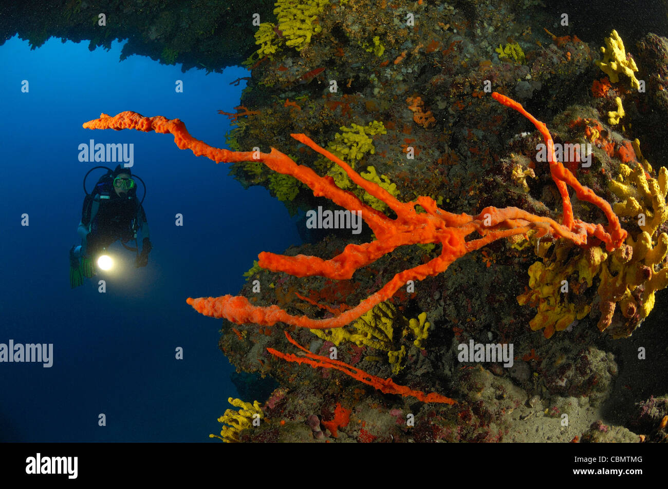 Red Sponge, Axinella polypoides, Pag Island, Adriatic Sea, Croatia ...