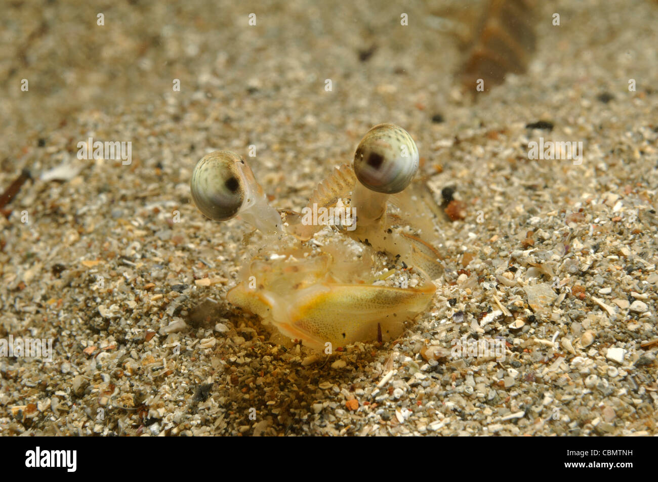 Penaeid shrimp hi-res stock photography and images - Alamy