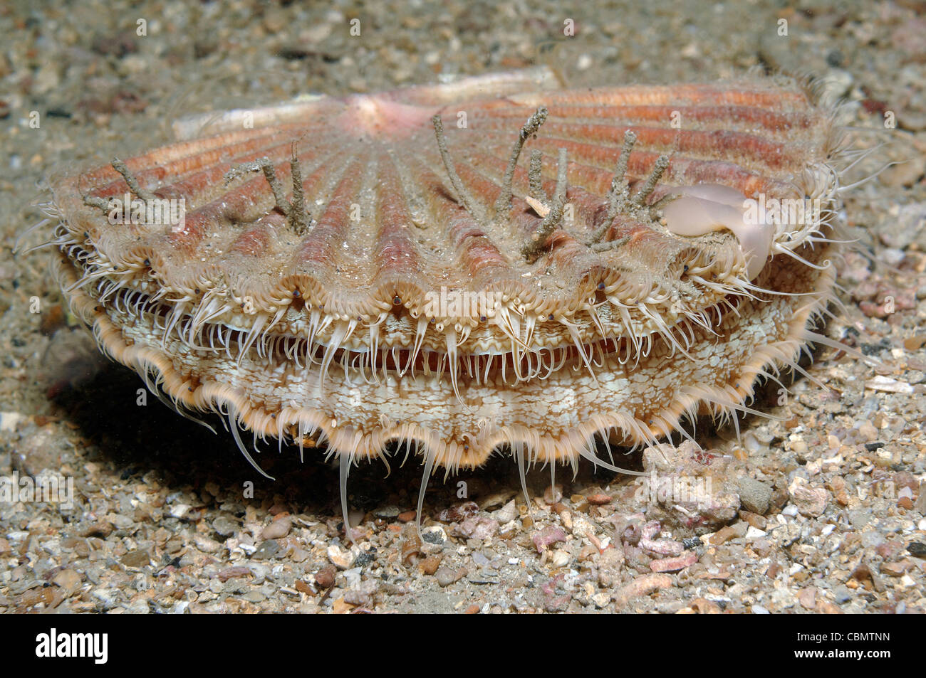 Living Edible Clam Scallop, Pecten jacobaeus, Piran, Adriatic Sea ...