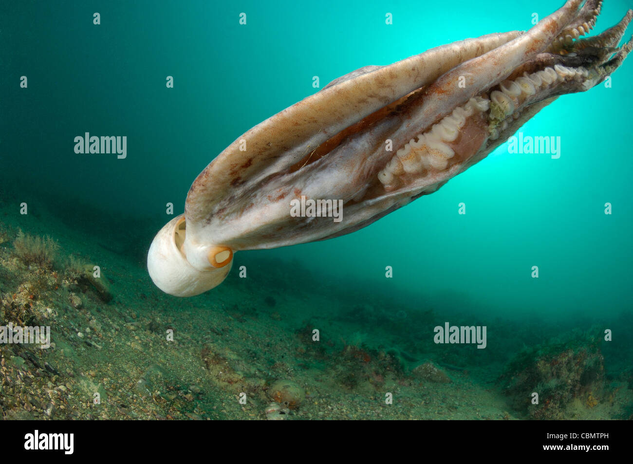 Octopus swimming hi-res stock photography and images - Alamy