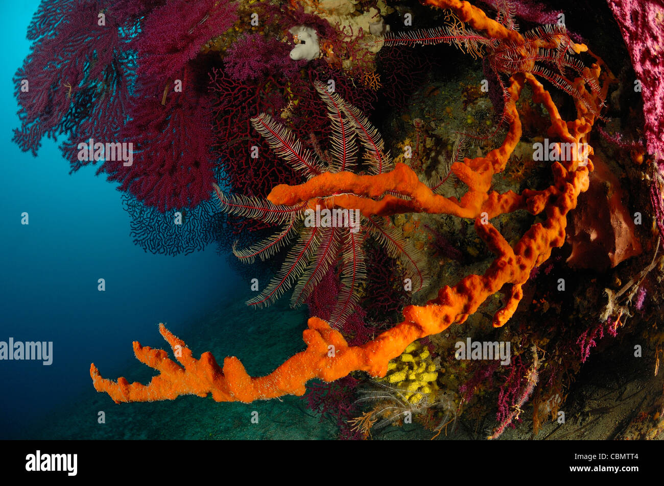 Reef with red Sponge , Axinella polypoides, Cres Island, Adriatic Sea ...