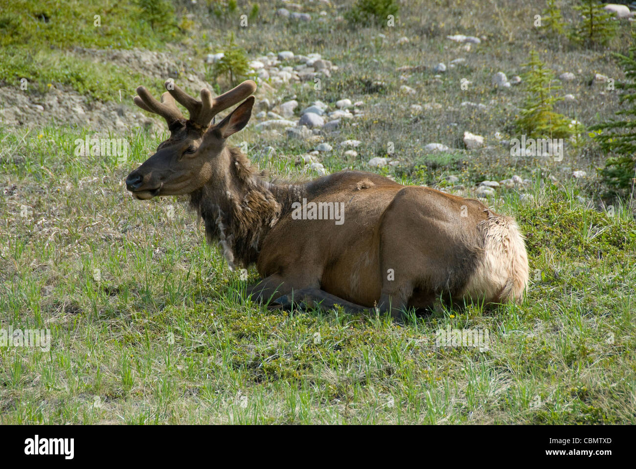 Elk jasper national park hi-res stock photography and images - Alamy
