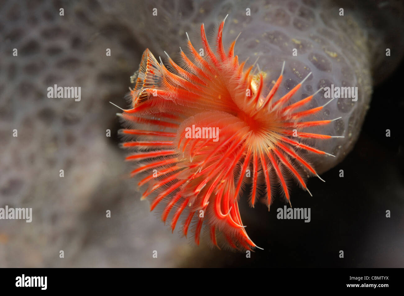 Marine Tube Worm, Serpula vermicularis, Piran, Adriatic Sea, Slovenia ...