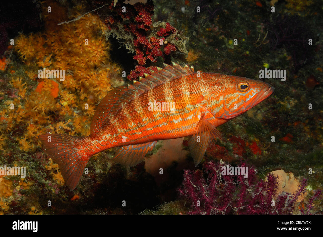 Comber fish serranus cabrilla hi-res stock photography and images - Alamy
