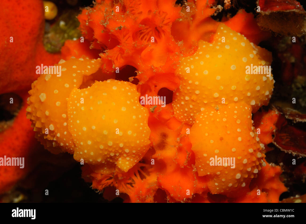 White-spotted Sea Slugs feeding on Sponge, Phyllidia pulitzeri ...