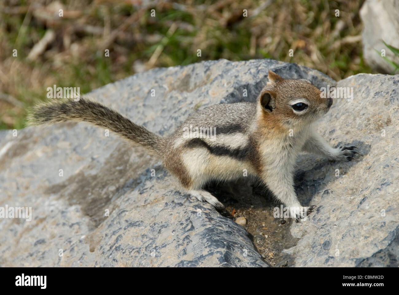 Chipmunk hi-res stock photography and images - Alamy