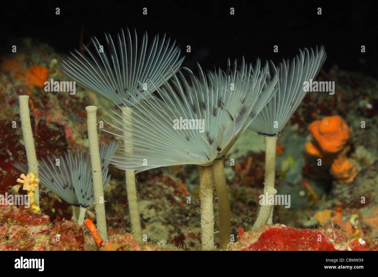 Tube Worms, Branchiomma sp., Brac Island, Adriatic Sea, Croatia Stock ...