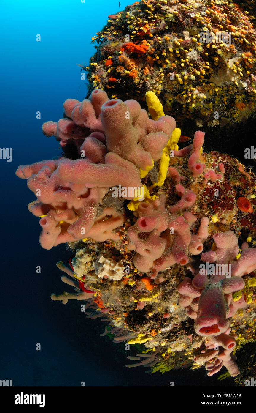 Sponge in Coral Reef, Haliclona mediterranea, Solta Island, Adriatic ...