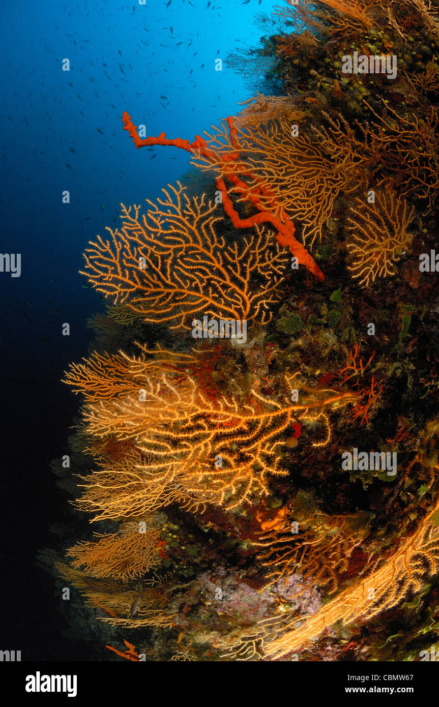 Gorgonian in Coral Reef, Solta Island, Adriatic Sea, Croatia Stock ...