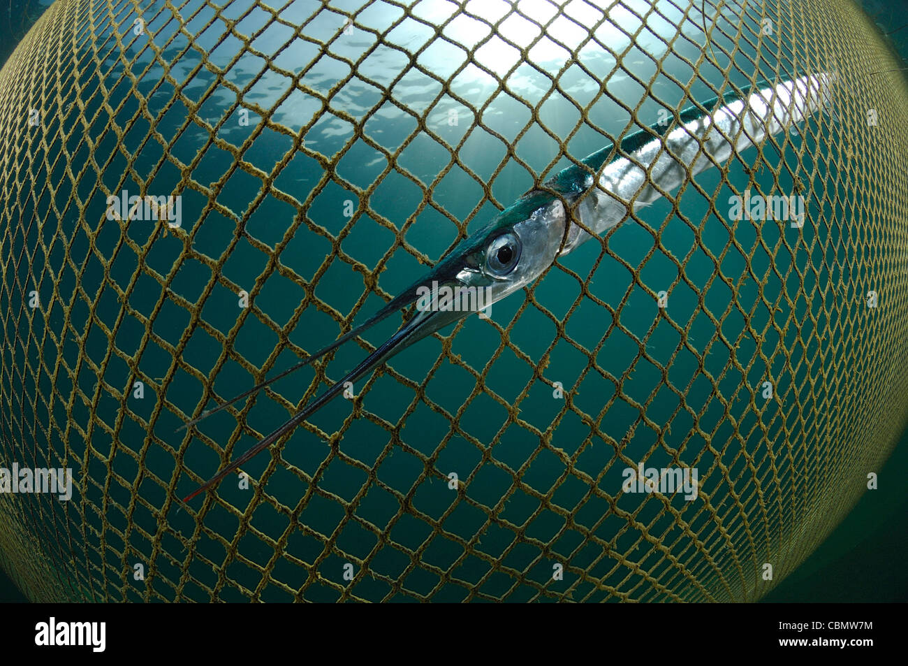 Belone belone hi-res stock photography and images - Alamy