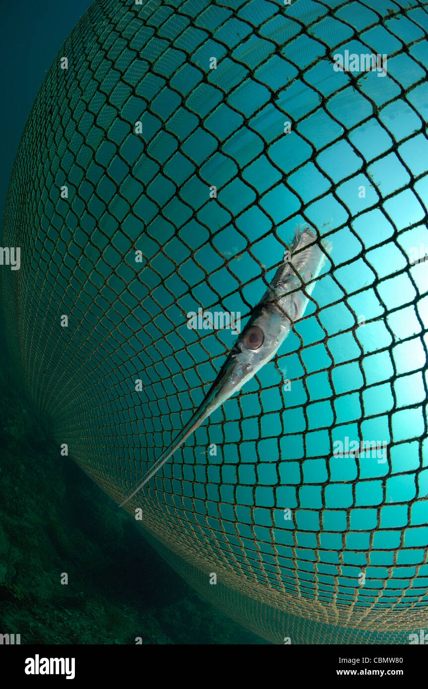 Belone Belone High Resolution Stock Photography and Images - Alamy