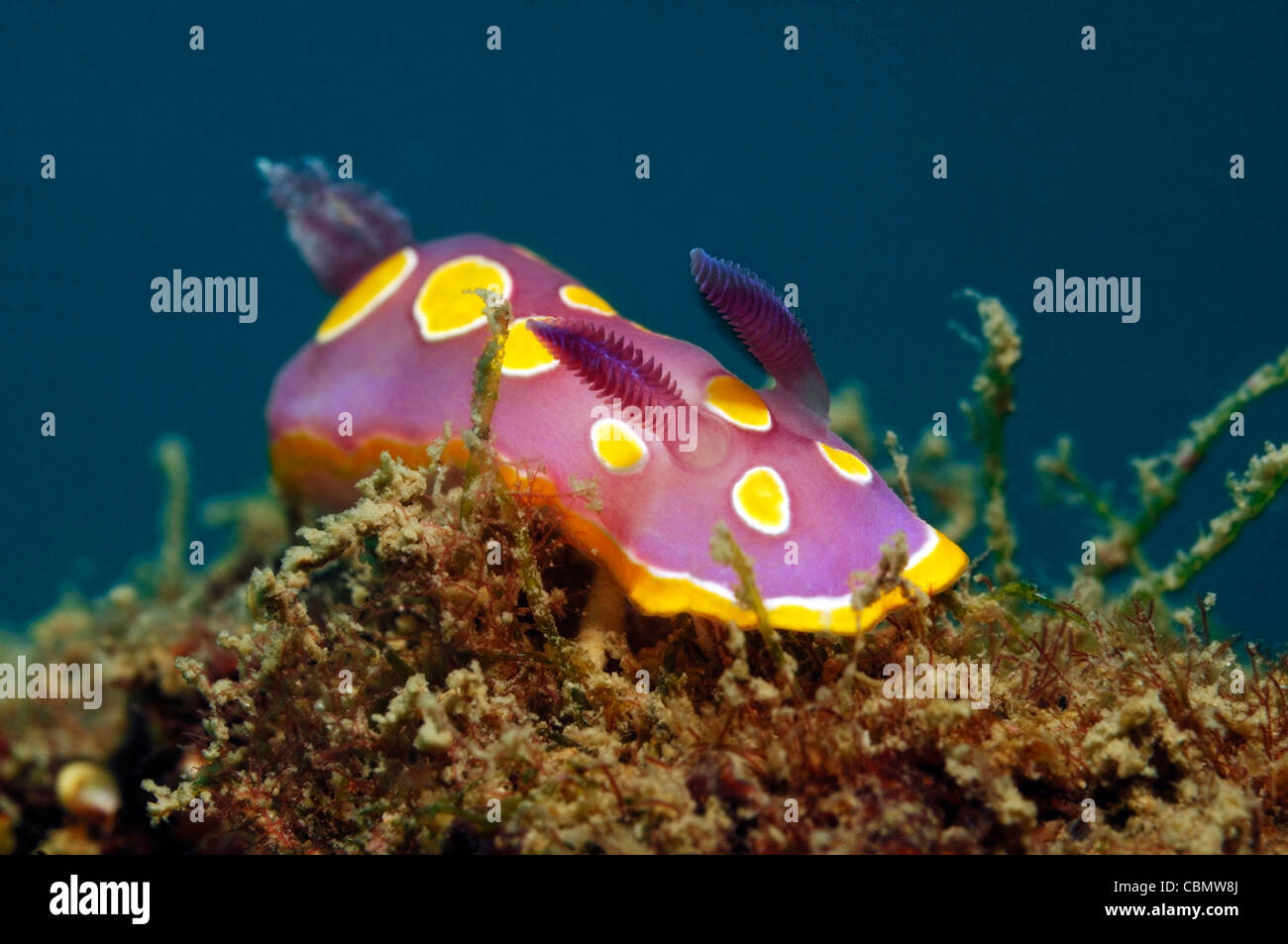 Spotted Nudibranch High Resolution Stock Photography and Images - Alamy