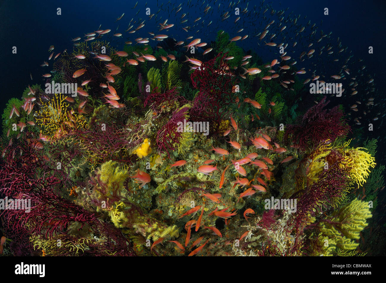 Mediterranean Fairy Basslet over Coral Reef, Anthias anthias, Susac ...