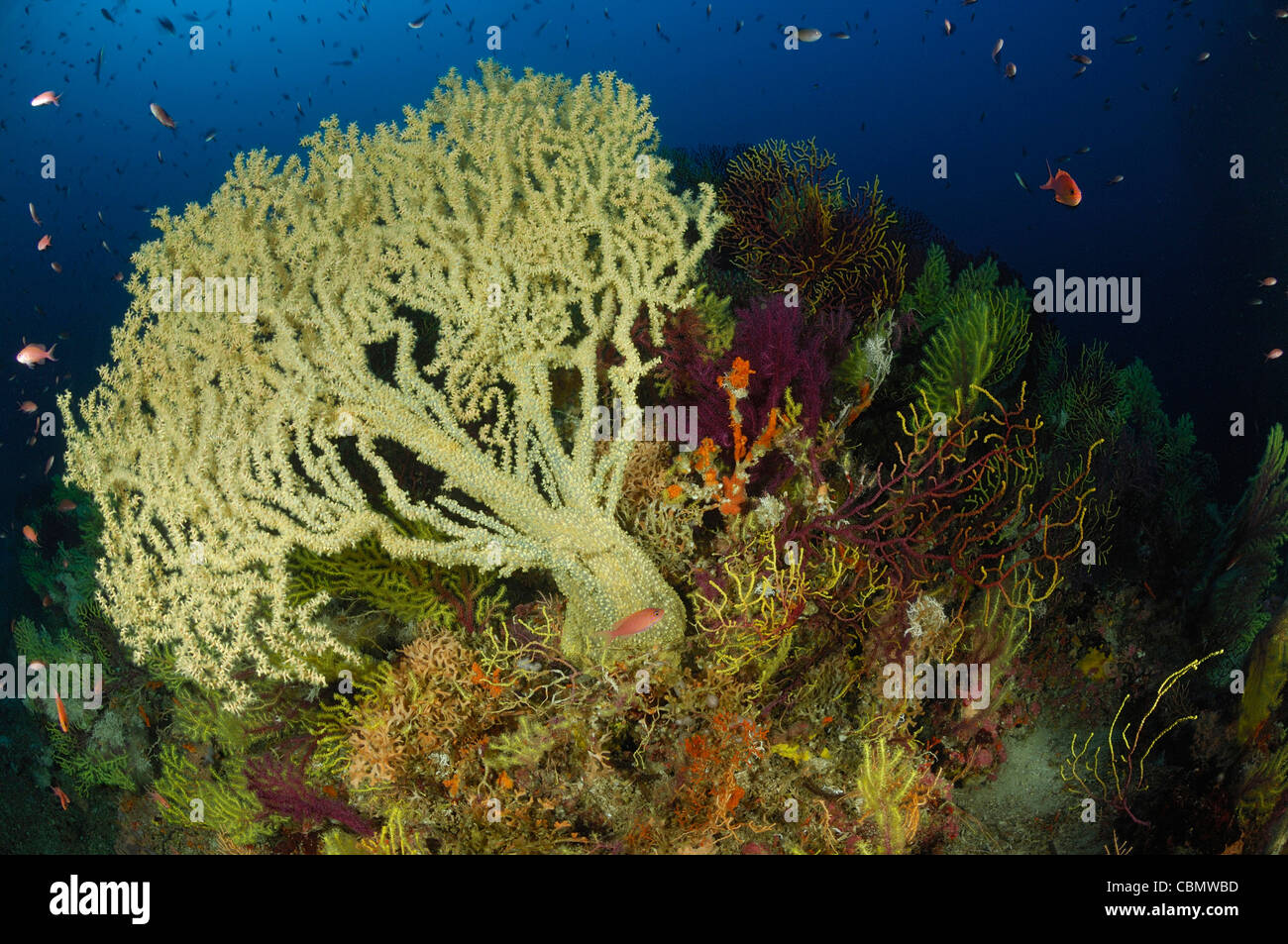 Gorgonian in Coral Reef, Gerardia savaglia, Paramuricea clavata, Susac ...