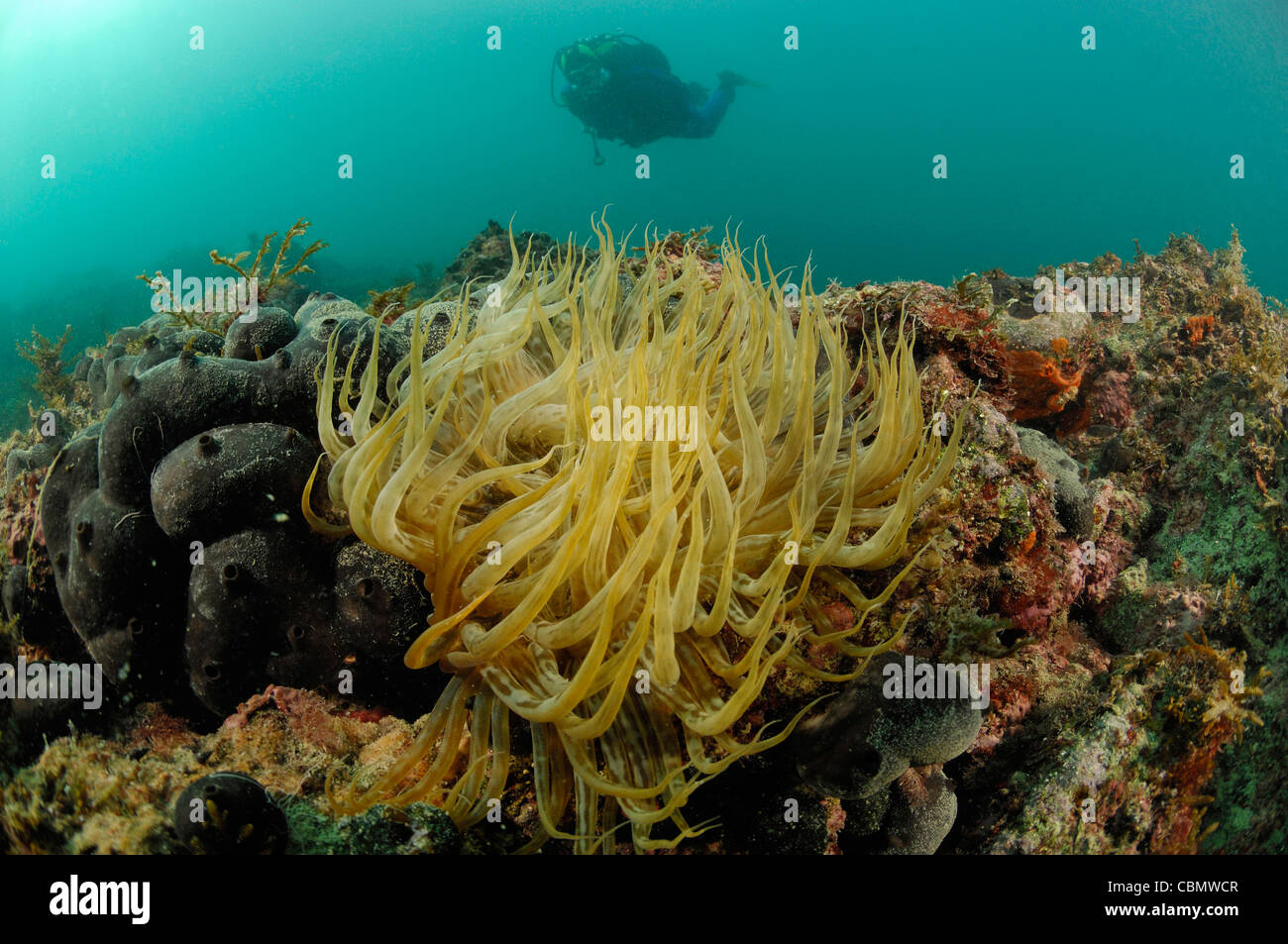 Snakelocks Anemone, Anemonia sulcata, Piran, Adriatic Sea, Slovenia ...