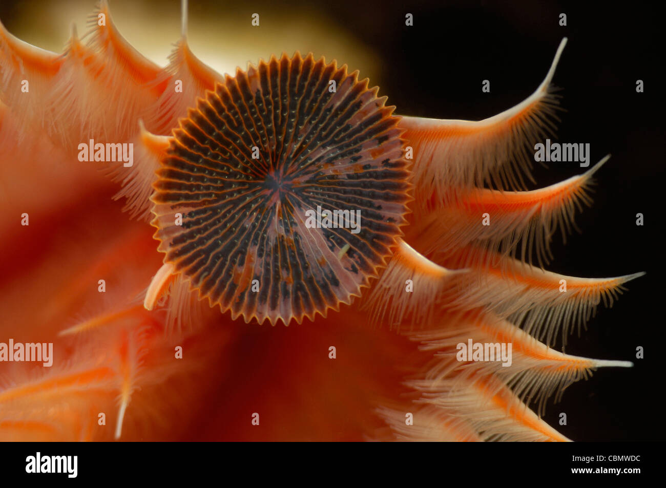 Lid Operculum of Red Marine Tube Worm, Serpula vermicularis, Piran ...