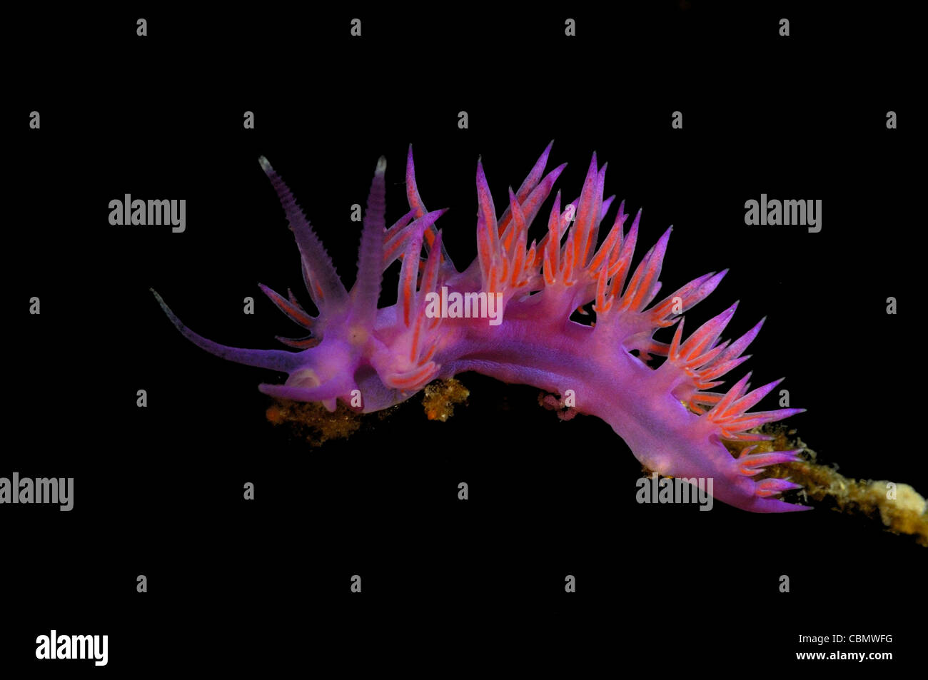 Pink Sea Slug High Resolution Stock Photography and Images - Alamy