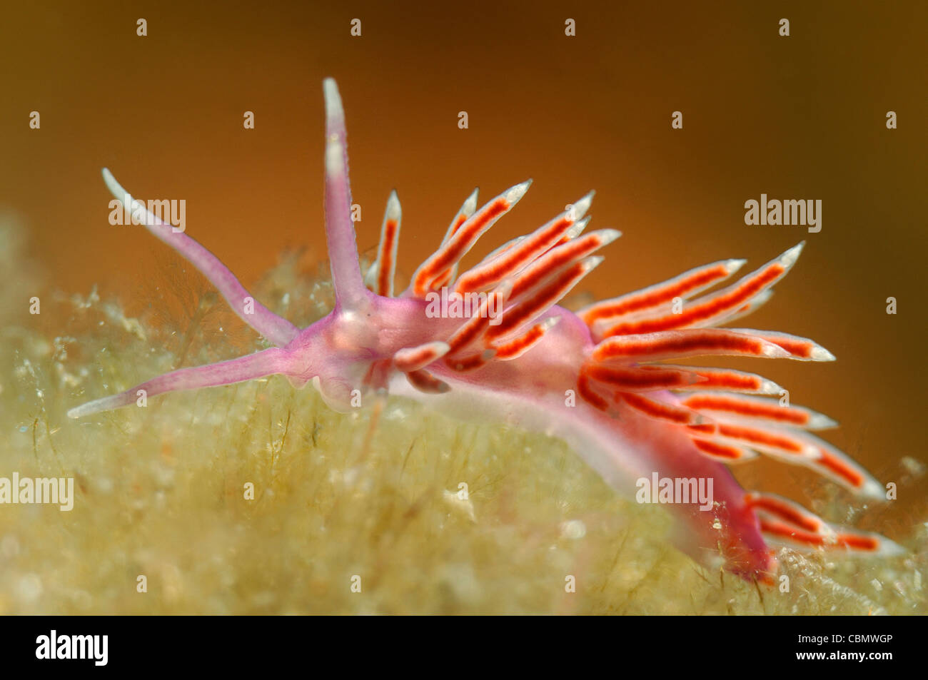 Pink sea slug hi-res stock photography and images - Alamy