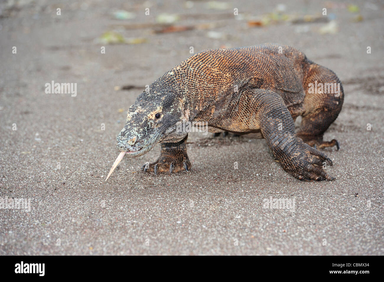 Komodo Dragon, Varanus komodoensis, Rinca, Komodo National Park ...