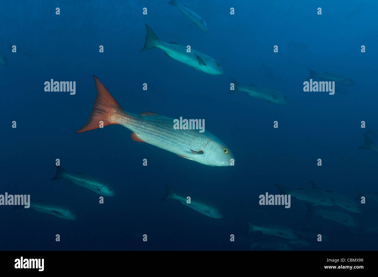 Jordans snapper lutjanus jordani hi-res stock photography and images ...