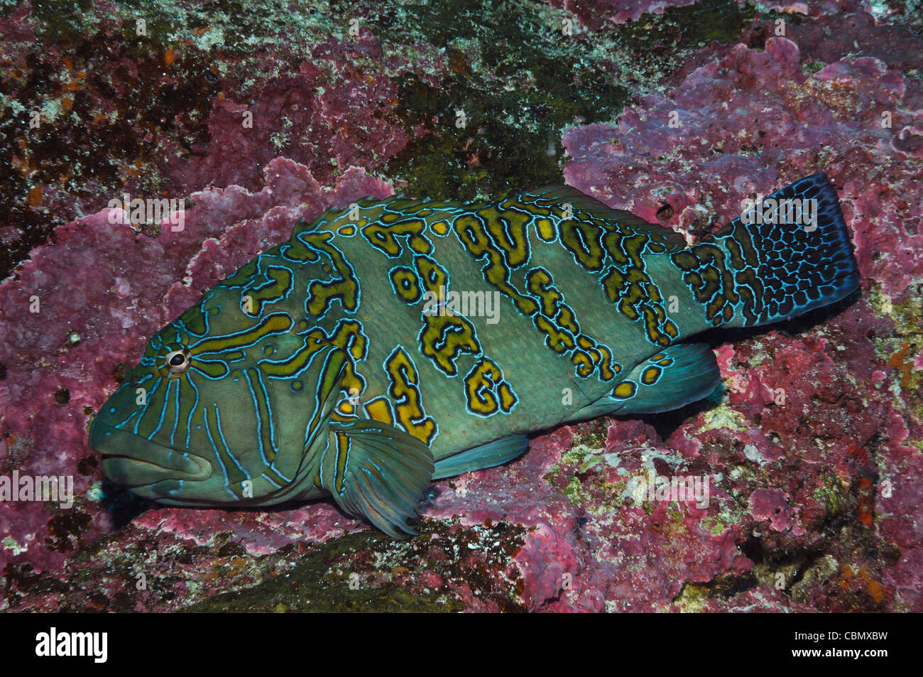 Giant Hawkfish, Hieroglyphic Hawkfish, Cirrhitus rivulatus, Malpelo ...