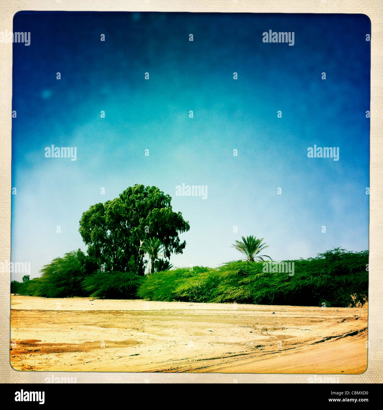 The Trail, Sand And Trees Somaliland Stock Photo - Alamy