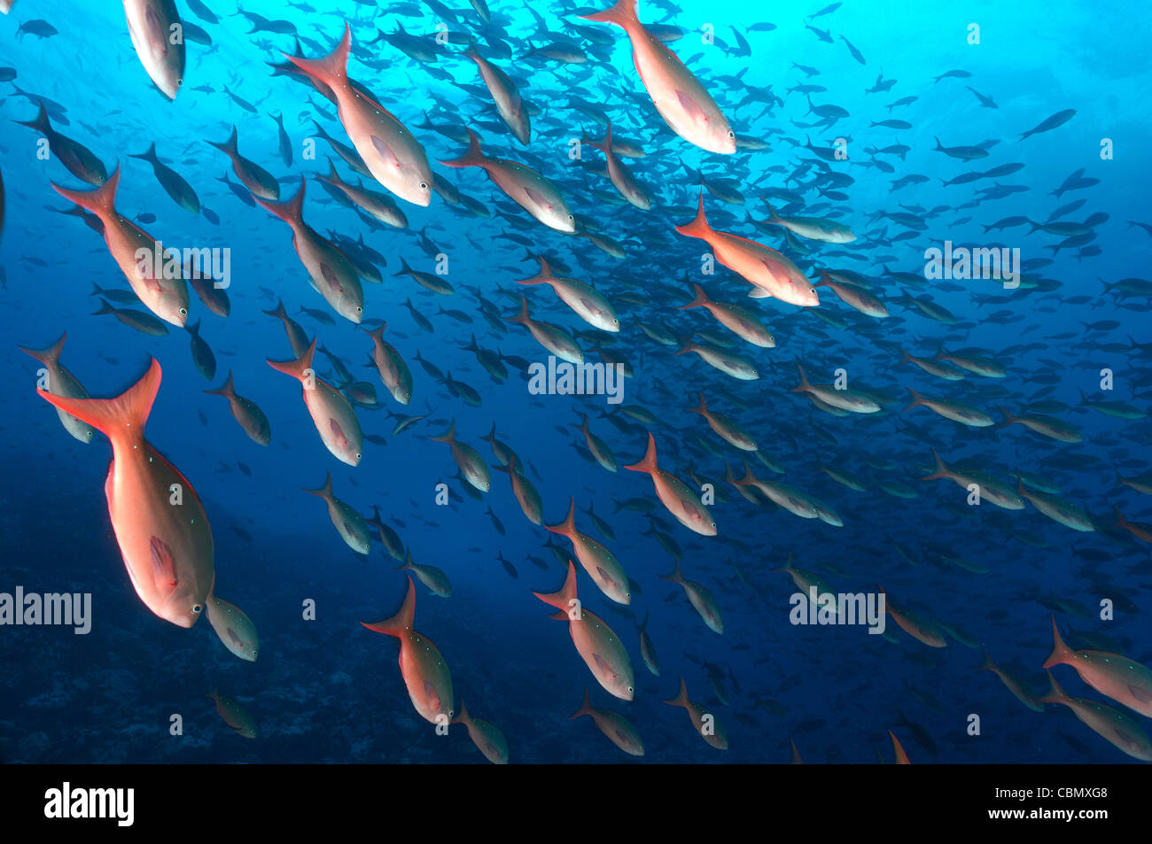 School Of Pacific Creolefish High Resolution Stock Photography and ...