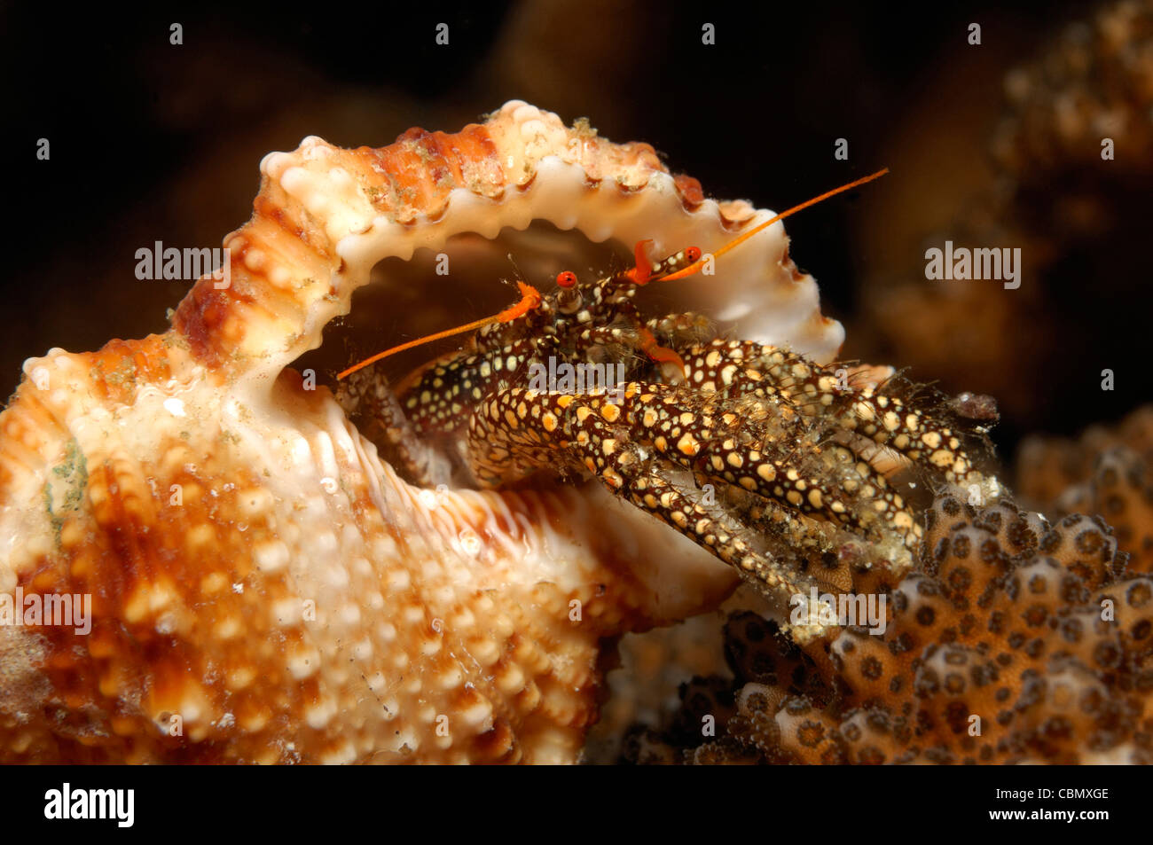Hermit crab diogenidae hi-res stock photography and images - Alamy