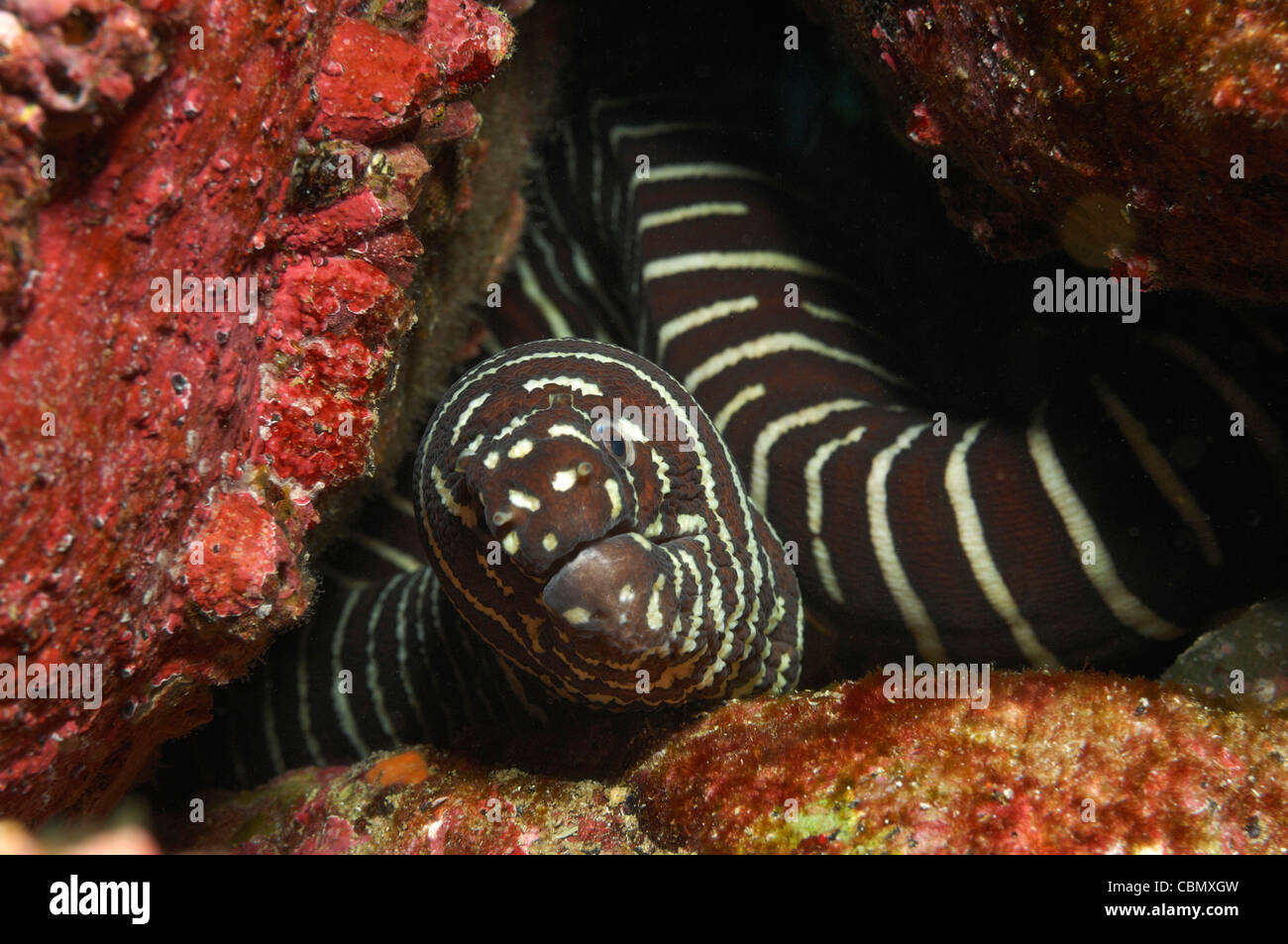 Gymnomuraena zebra moray eel hi-res stock photography and images - Alamy