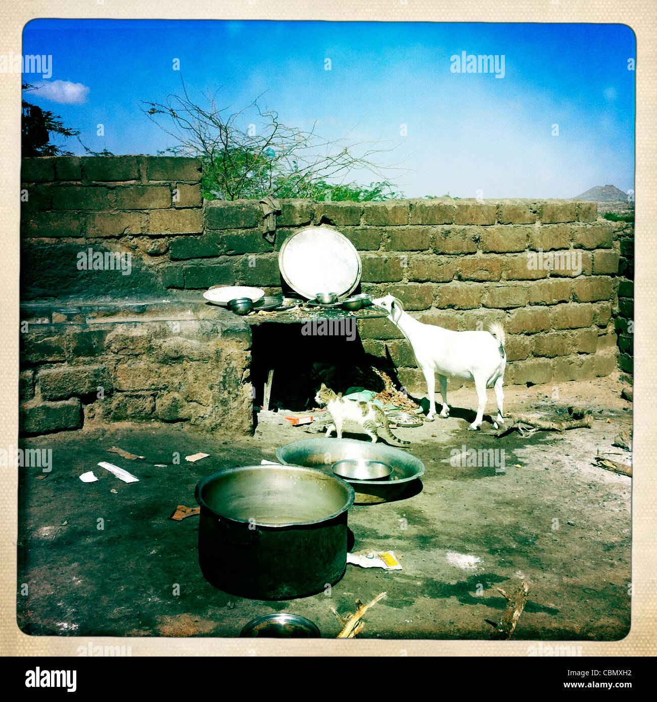 Somaliland goat hi-res stock photography and images - Alamy