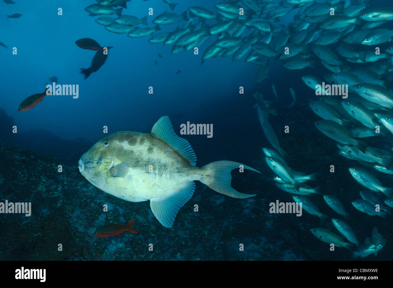 Finscale Triggerfish, Balistes polylepis, Malpelo Island, Pacific Ocean ...