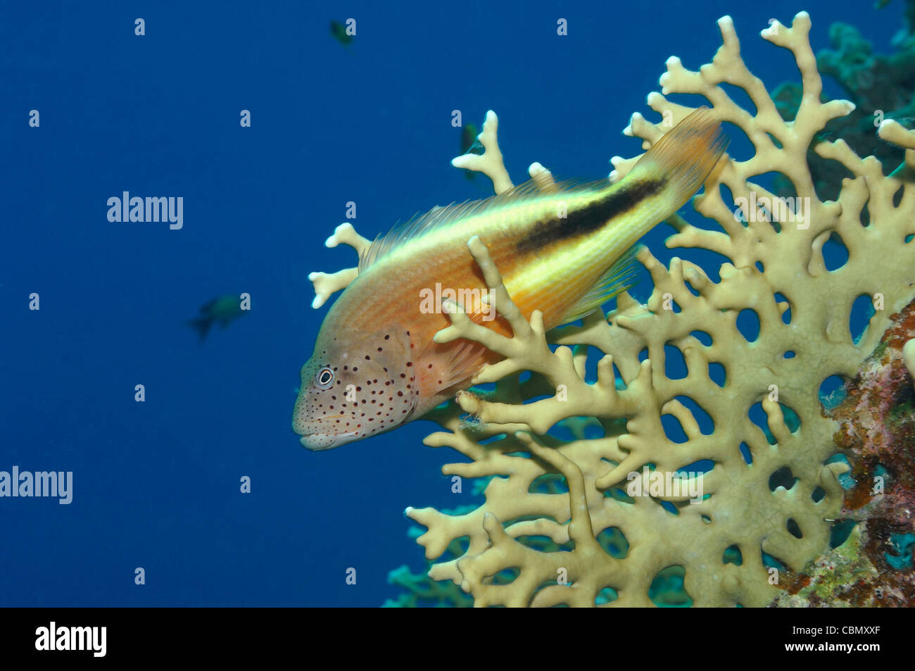 Blackside Hawkfish, Paracirrhites forsteri, Marsa Alam, Red Sea, Egypt ...