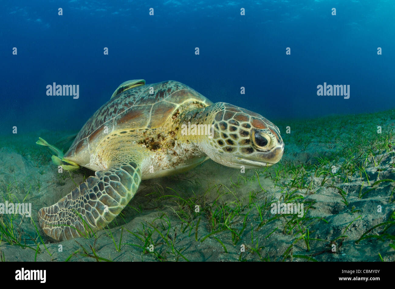 Turtle Weed Plant High Resolution Stock Photography and Images - Alamy