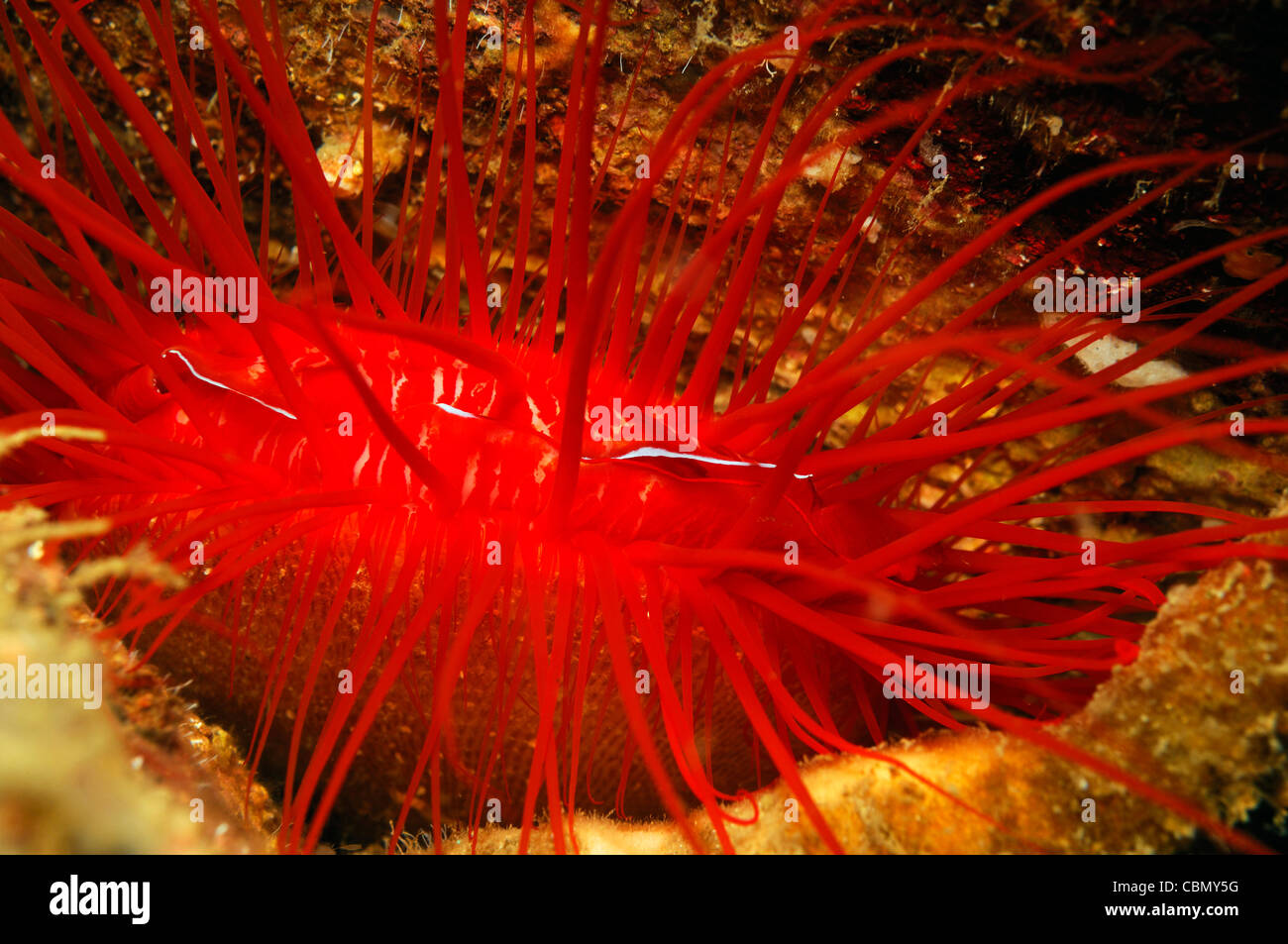 Lima wildlife hi-res stock photography and images - Alamy